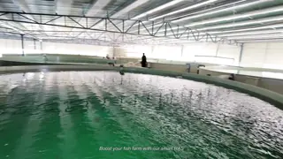Smart Fish Farm System High Density Indoor RAS(recirculating aquaculture system)