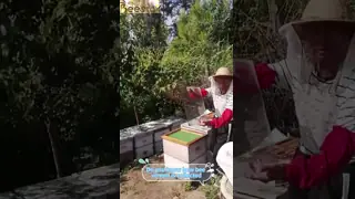 Bee Venom Collector Device Easy Beekeeping