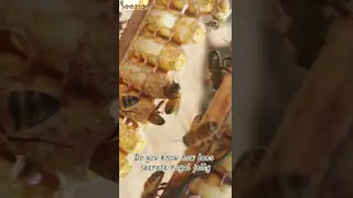 The freshest royal jelly of 2026, more nutritious