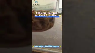 Municipal plant sludge dewatering