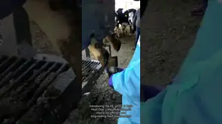 hoof disc with 6 knives