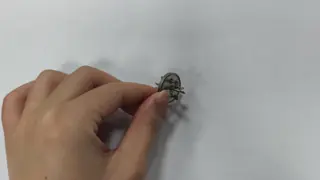 5 PIN FEEDTHROUGH