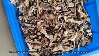 Porcini Mushrooms India Export Quality