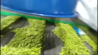 Belt-Type Color Sorter for Frozen Edamame Beans