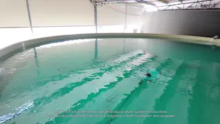 Large Indoor Industrial RAS for Sea Bass | Freshwater & Seawater High-Density Farming