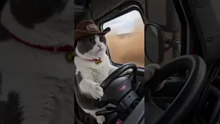 Big Truck + Cat Driver = Viral Combo ??#marinedieselCabinAirFilter #TruckAirFilter #TruckLife