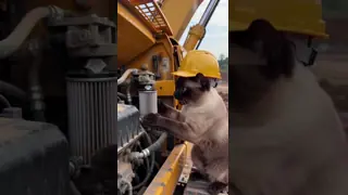YOUR EXCAVATOR STOPPED? CALL THE CAT MECHANIC #automobile #marinediesel #diy #manufacturing #machine