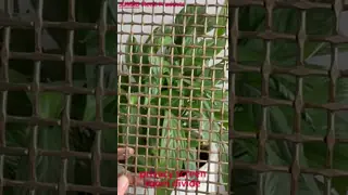 Physical display of metal crimped wire mesh.