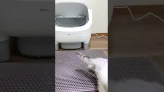 Wholesale Tuya Smart Self-Cleaning Cat Litter Box | OEM ODM Pet Hygiene Products For Global Buyers