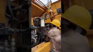 WHEN YOUR CAT IS A BETTER MECHANIC THAN YOU #diy #marinediesel #automobile#marineelectricals#machine