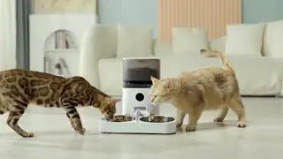 Automatic Pet Feeder WiFi App Control Large Capacity Timer Dual Power BPA Free Bulk Wholesale