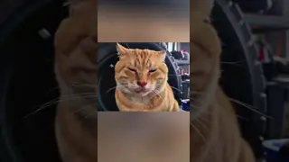 Trying to teach an Orange Cat is my villain origin story ?️?#shorts #catlovers #heavyequipment #cat