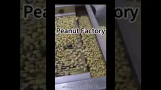 Blanched Peanut Kernel, HALAL & EU Compliant