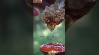 Natural Flower Honey health Benefits