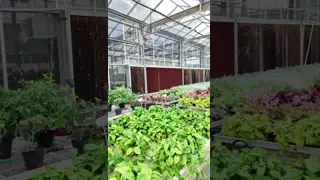 Research Greenhouse for Flower Cultivation | Intelligent Control & Seedbed Planting