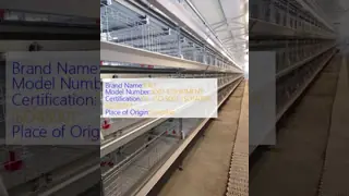 Automatic Pullet Cage: High Survival Space Saving
