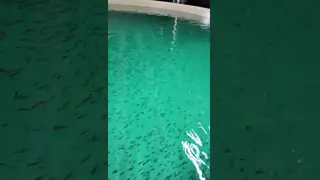 Seabass Fry Stocking | Closed Recirculating Aquaculture System