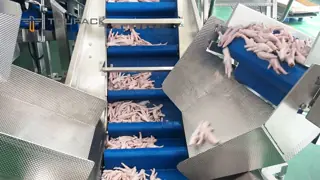 Automatic Weighing & Packaging Line for Chicken Feet (5kg Bags)