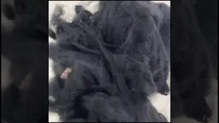 Black ES Fiber 5.5D×51mm Low-Melting Bicomponent Fiber for Felt Making, Heat-Bonding Nonwoven Raw Ma