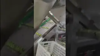 120 Crawler-Type Edamame Color Sorter