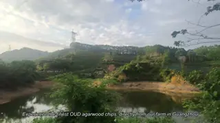 Premium Agarwood Chips Direct From Farm