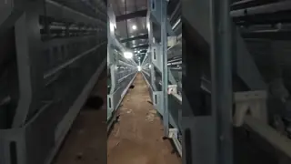 Automatic feeding of the pigeon cage
