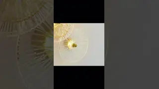 Alabaster Brass Pendant Light for Dining Tables