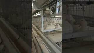 Large-scale poultry equipment factory