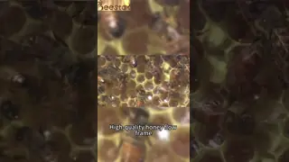 Honey On Tap Easy Honey Flow Frames