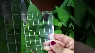 Wire Glass