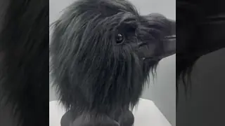 Realistic Black Raven Crow Mask | Furry Latex Bird Costume for Halloween & Cosplay