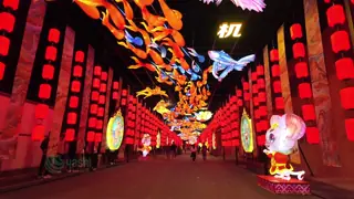 Fish Lantern Tunnel That Lights Up The Night ✨