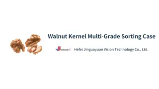 Walnut Kernel Multi-grade Sorting Machine, powered by AI, high accuracy labor saving ④