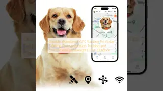 GPS Pet Collar Track Your Lost Pet Safely