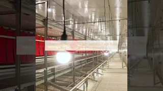 Cage Free Poultry System Natural Instincts