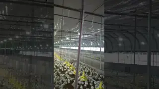 Large-scale chicken farming equipment