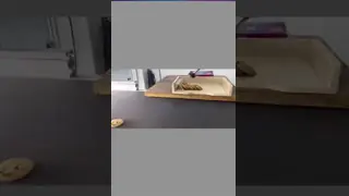 High Speed Cookie Packing Robot for Food Production