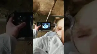 Handheld veterinary ultrasound scanner machine