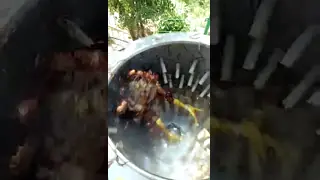XDEM Commercial Chicken Plucker Machine 60 Barrel Stainless Steel Poultry Depilator for Chicken Duck