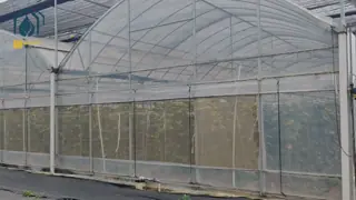 Multi Span Bell Pepper Greenhouse