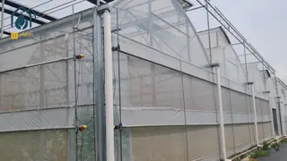 Hydroponic Lettuce Multi Span Greenhouse