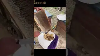 Efficient Stainless Steel Honey Extractor for Beekeepers