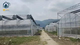 Hydroponic Tomato Agricultural Multi Span Plastic Greenhouse