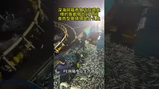 fish feeding