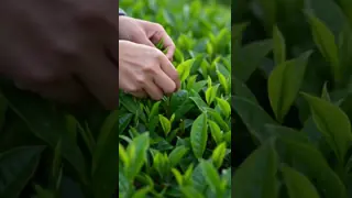 Premium Matcha & Tencha | Bulk Wholesale from China