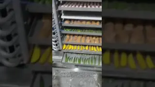 100kg Industrial Freeze Dryer For Commercial Food Production