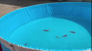 Customizable PVC Swimming Pool Backyard Fun Solution