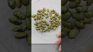 green broad beans