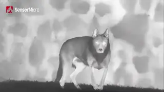 Exploring the Infrared Wildlife with 640*512 and 1280*1024 Thermal Camera