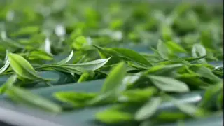 High-Quality Chinese Green Tea Matcha Ideal for Lattes, Baking & Wellness